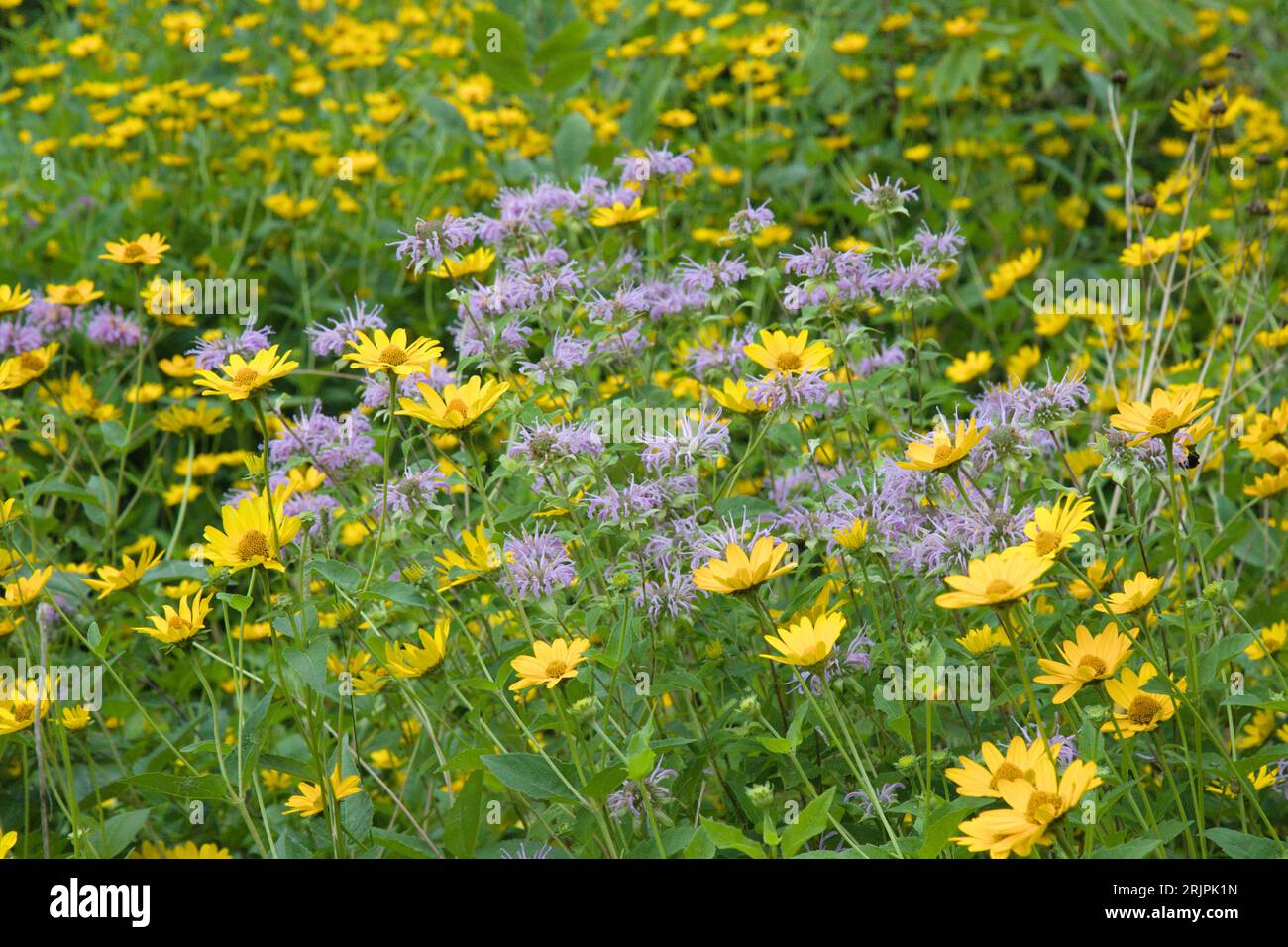 Forest quebec summer hi-res stock photography and images - Alamy