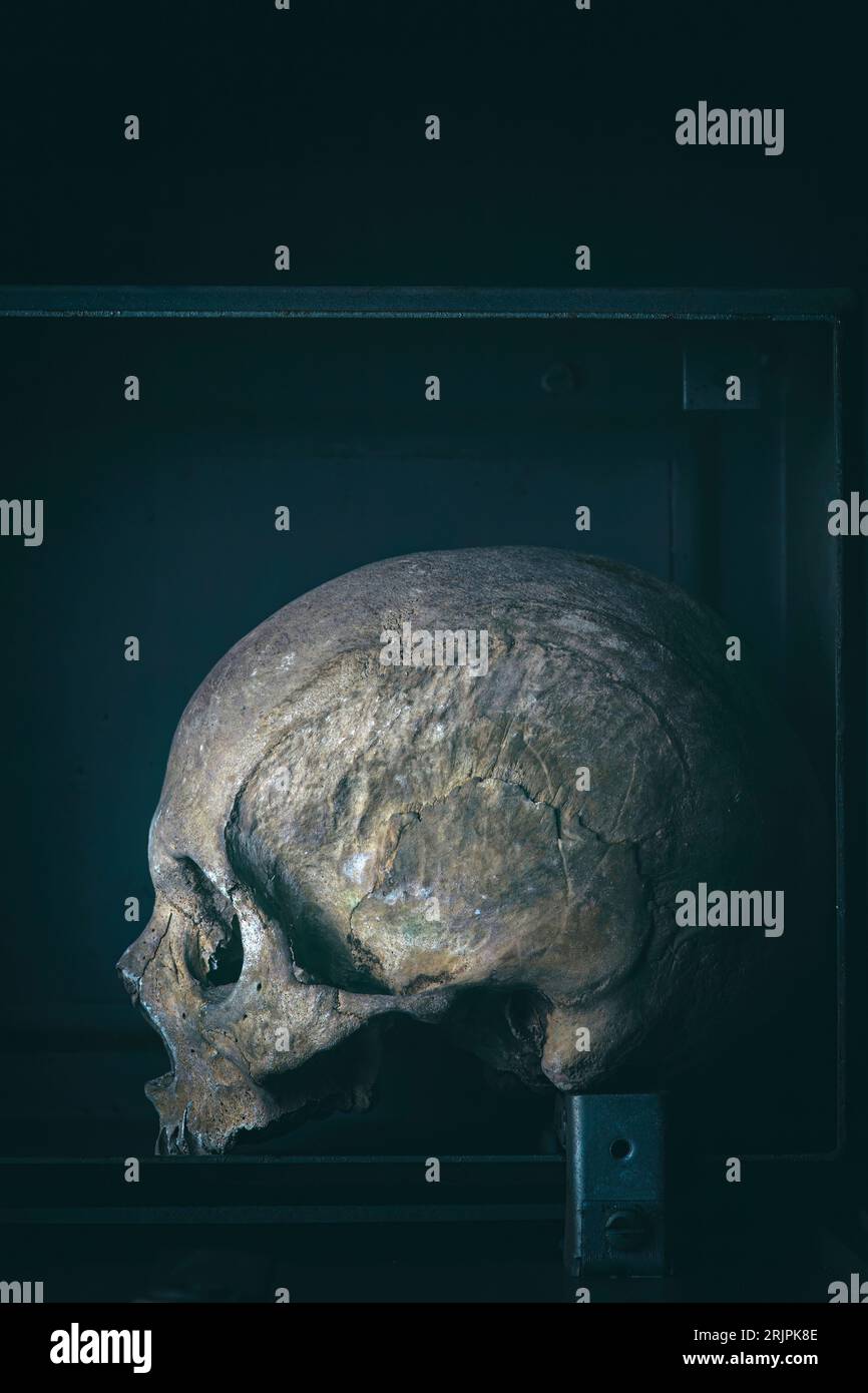 real human skull in metal box dark background Stock Photo - Alamy