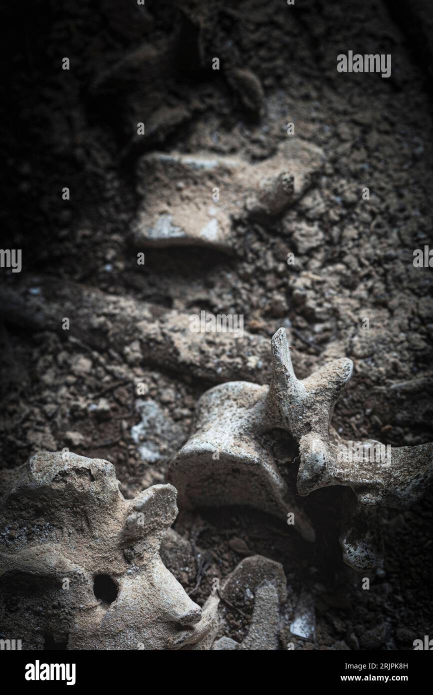 human remains of vertebral bones. book cover Stock Photo - Alamy