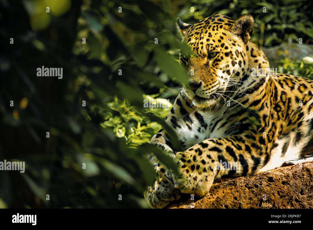 A Jaguar (Panthera onca) resting behind trees with a golden fur ...