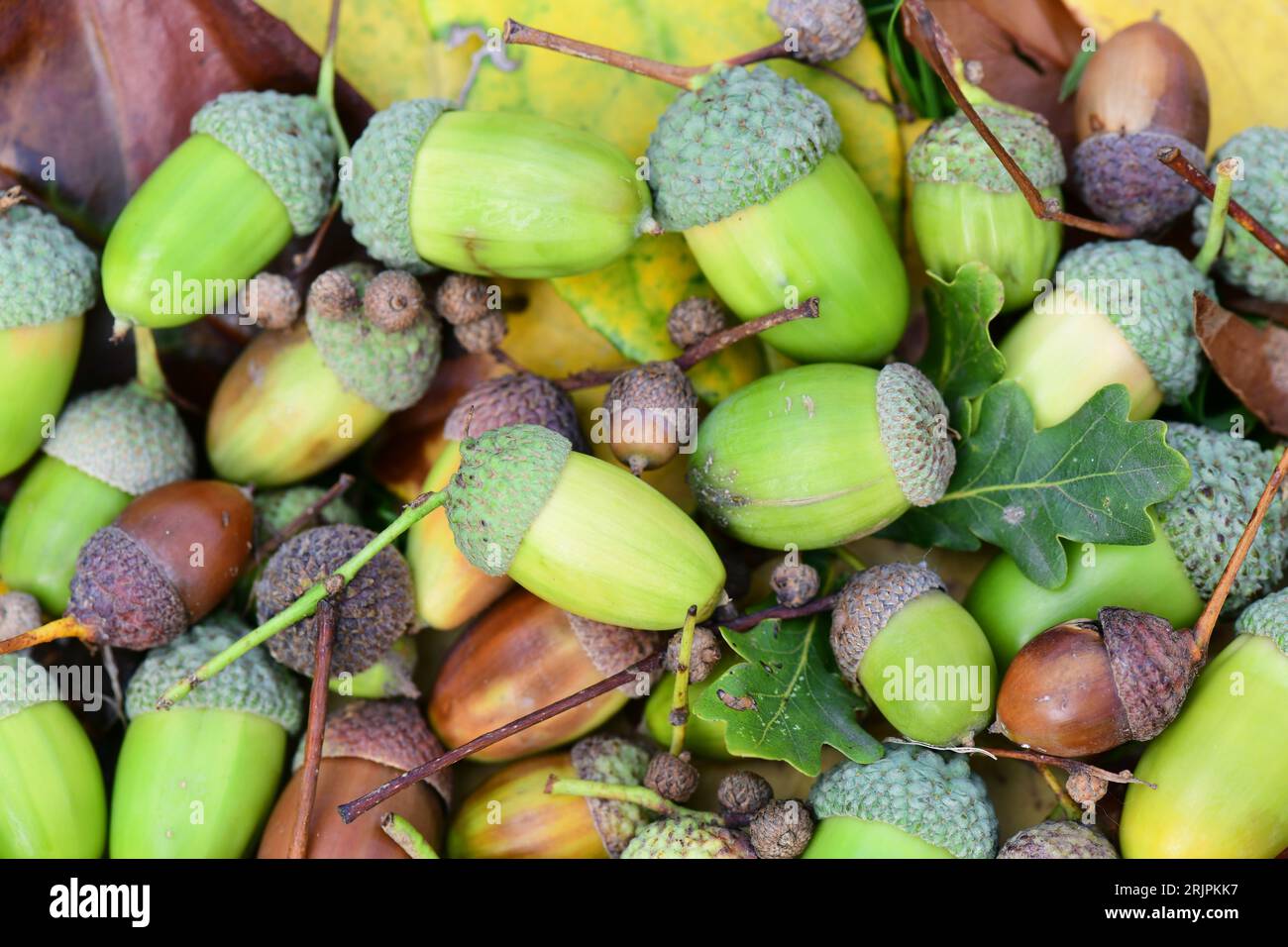 fallen acorns in woodland united kingdom Stock Photo - Alamy