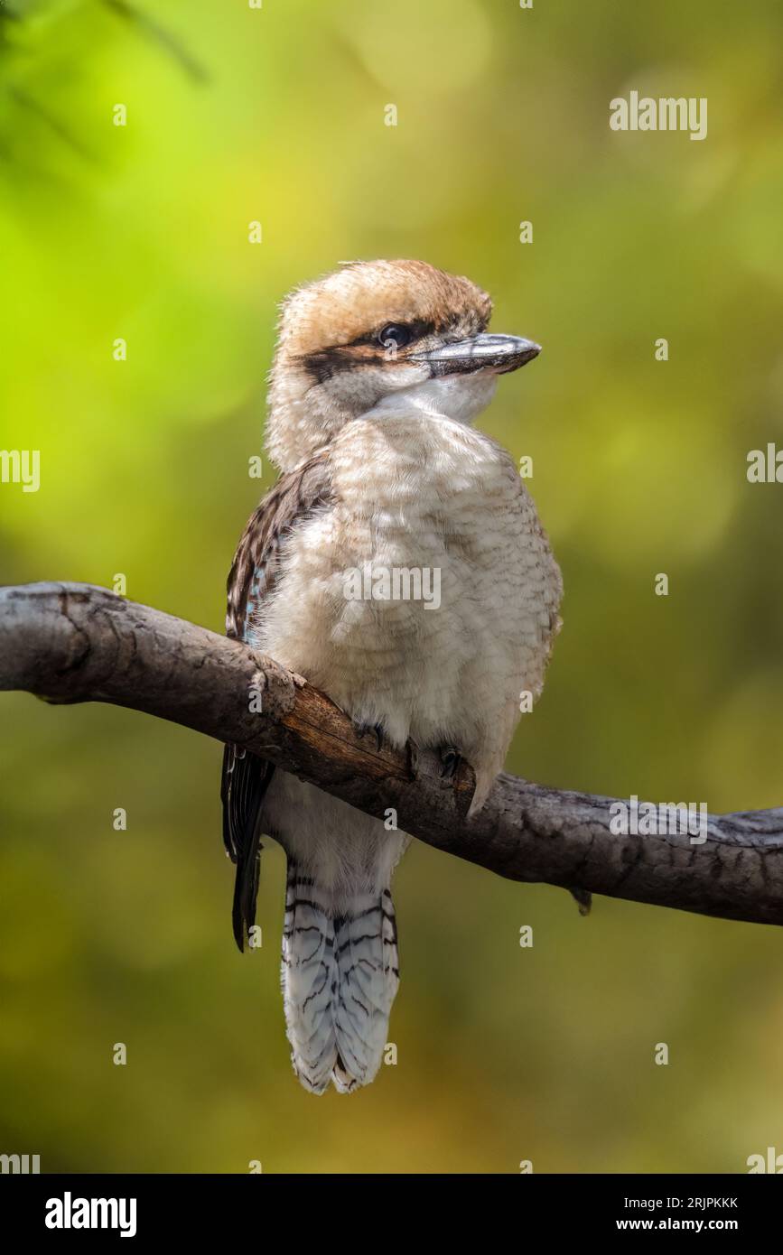 A Laughing kookaburra (Dacelo novaeguineae) atop a tree branch in a sunlit setting Stock Photo ...