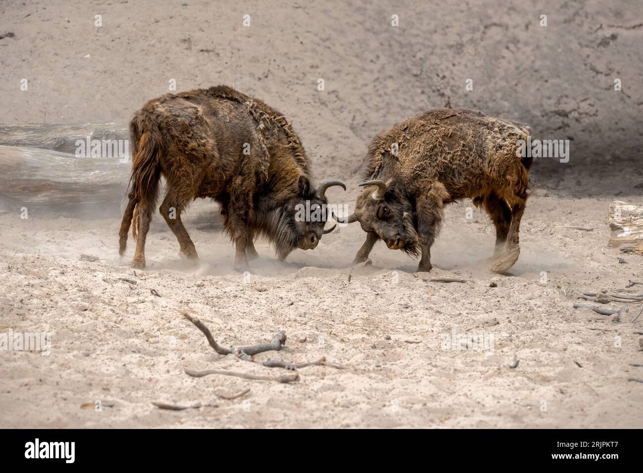 The two European bisons (Bison bonasus) fight locking horns and pushing ...