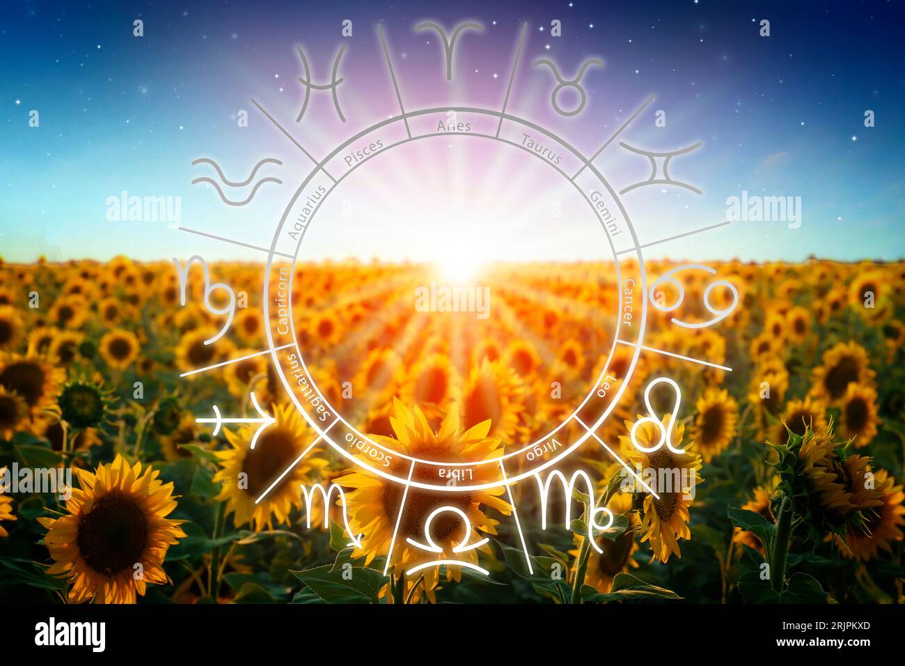 Zodiac wheel and beautiful view on field of blooming sunflowers Stock ...