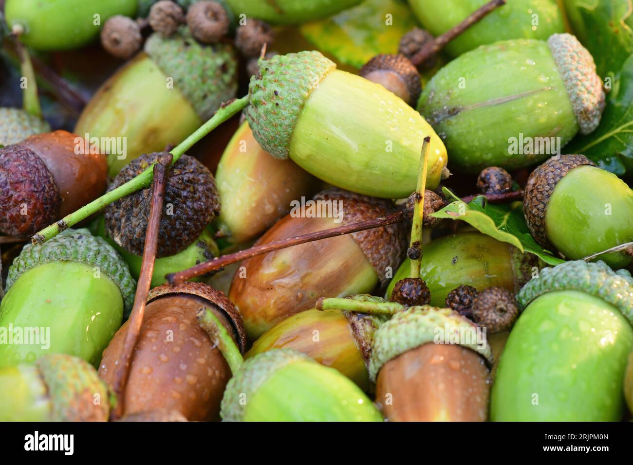 Oak leaves acorns fallen hi-res stock photography and images - Alamy