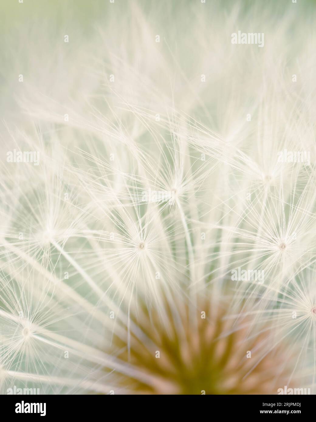 Germinate dandelion hi-res stock photography and images - Alamy