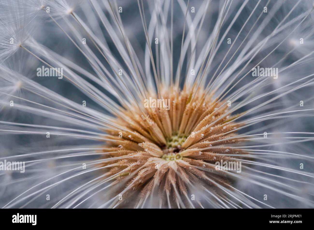 Germinate dandelion hi-res stock photography and images - Alamy