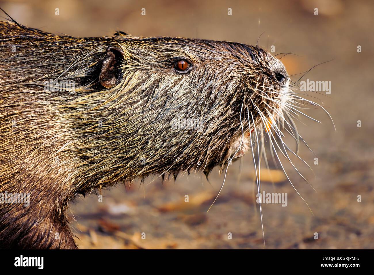 Closeup of a wet nutria mammal, its fur glistening in the light Stock ...