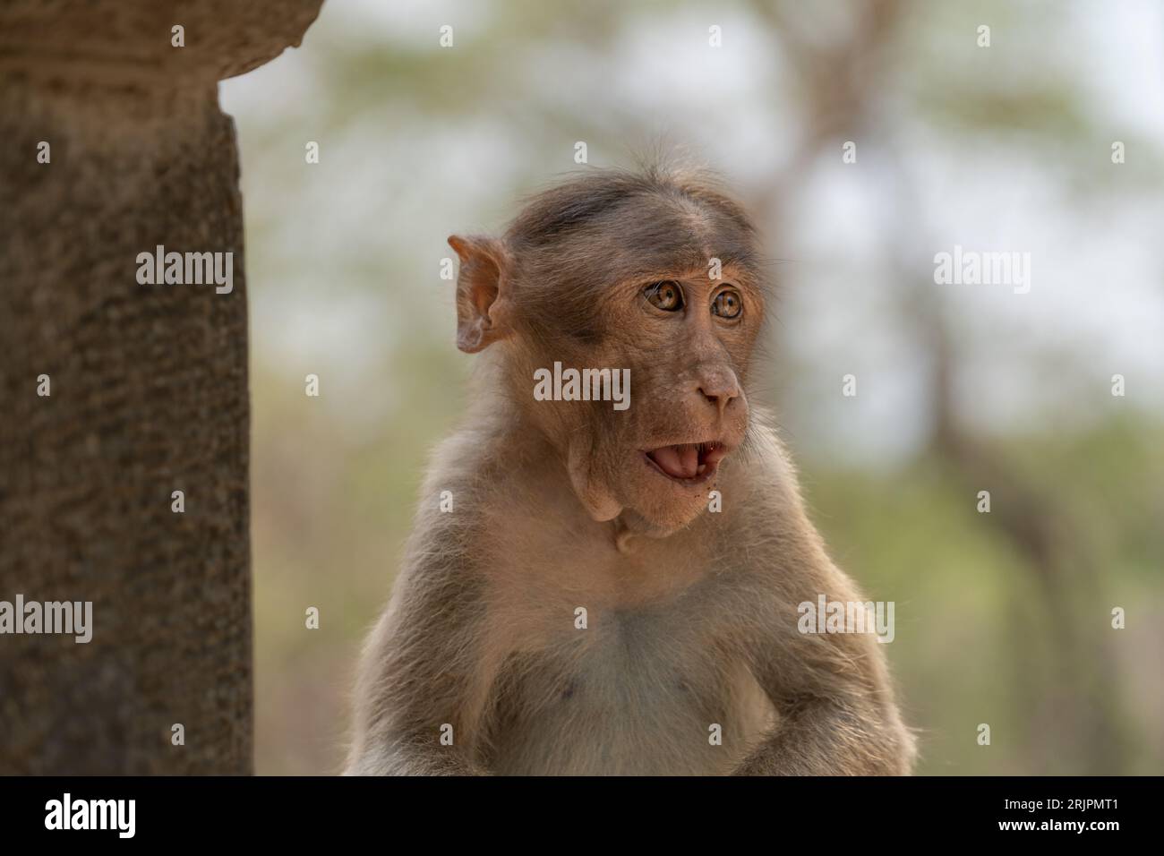 A monkey perched atop a tree in Sanjay Gandhi National Park, Mumbai ...