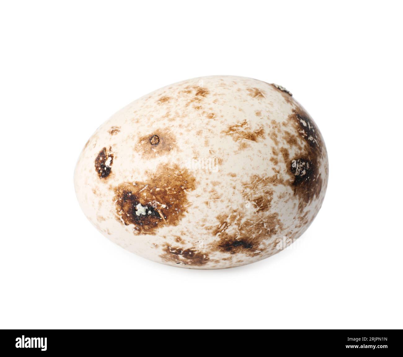 One speckled quail egg isolated on white Stock Photo - Alamy