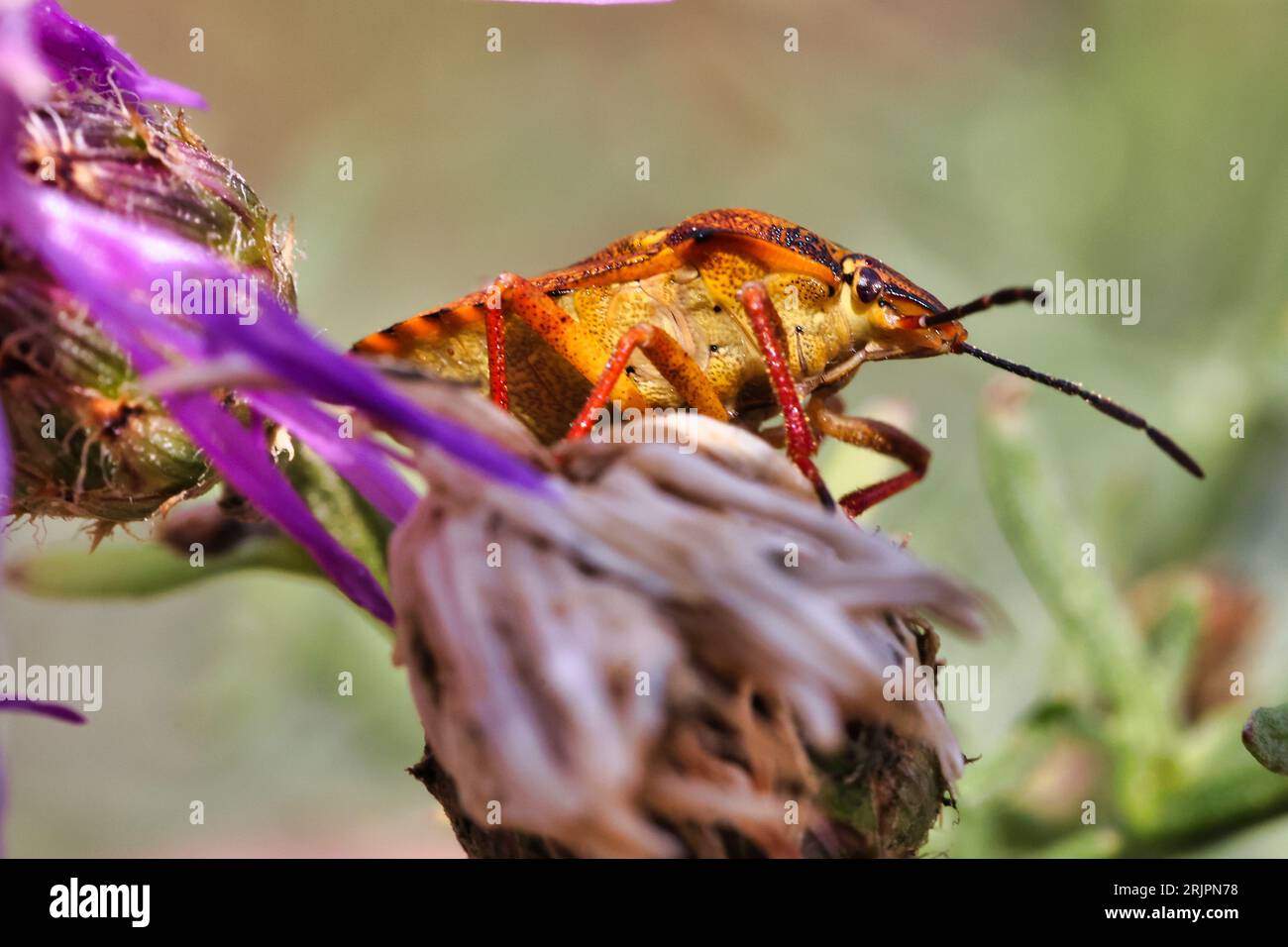 Red shield bug hi-res stock photography and images - Alamy