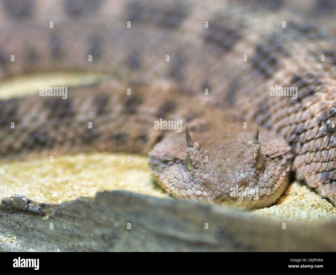Desert horned viper hi-res stock photography and images - Alamy