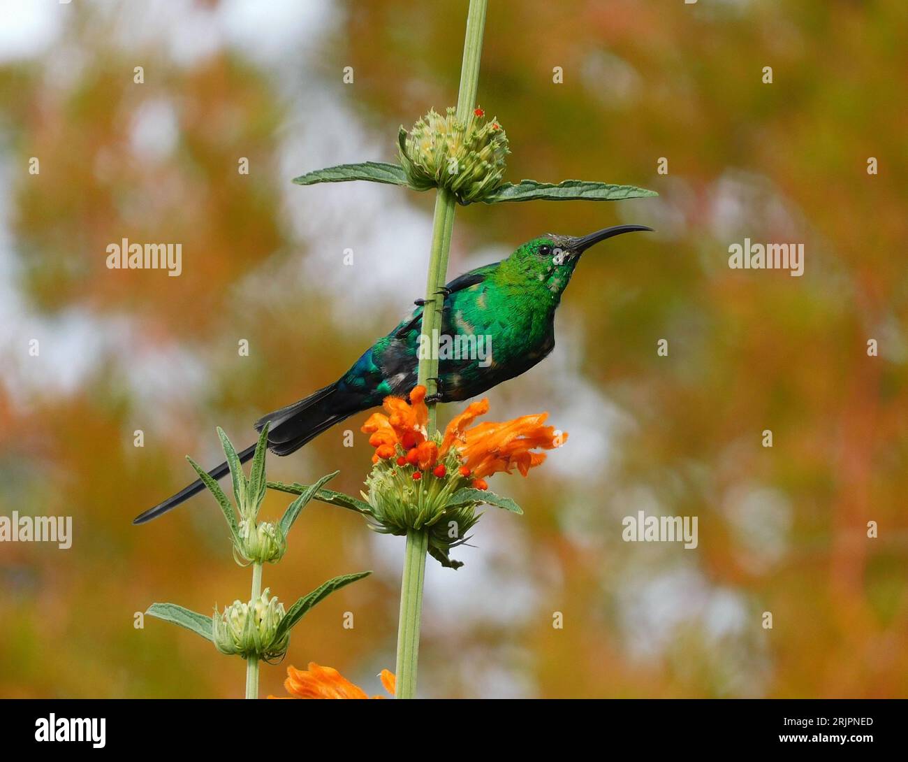Nectarinia famosa famosa hi-res stock photography and images - Alamy
