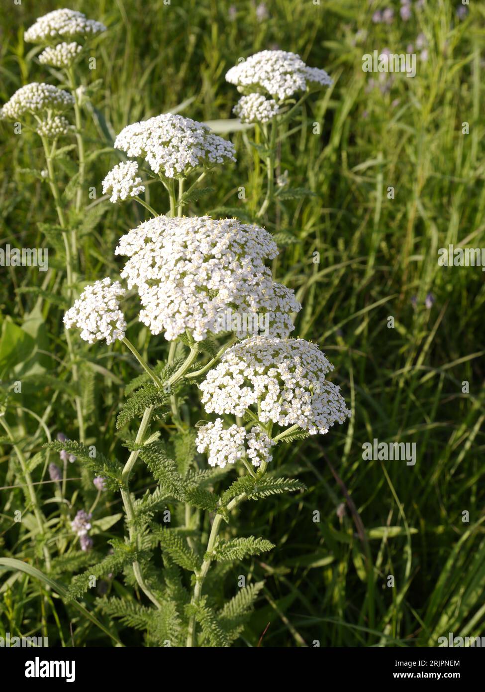 A close-up shot of yarrow growing in a green grassy meadow. Prairie ...