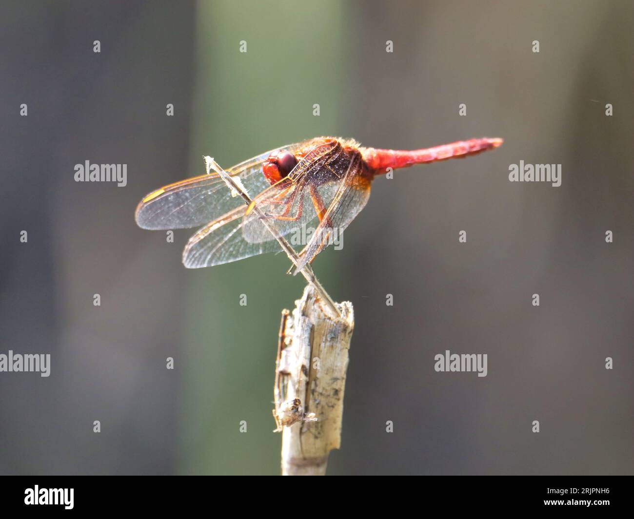 Dragonfly perch on stick hi-res stock photography and images - Alamy