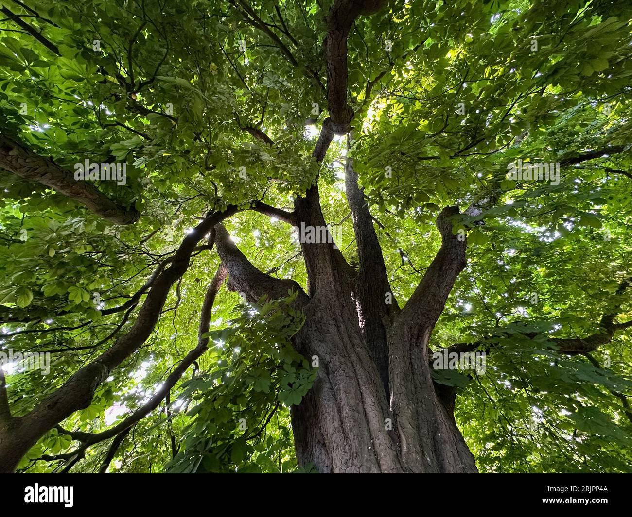 Beautiful chestnut tree with lush green leaves growing outdoors, low ...