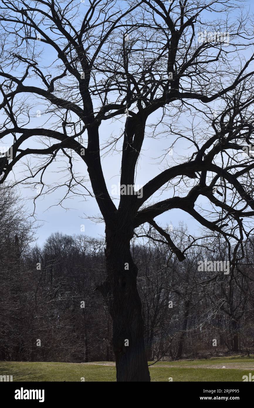Stark branches reaching hi-res stock photography and images - Alamy