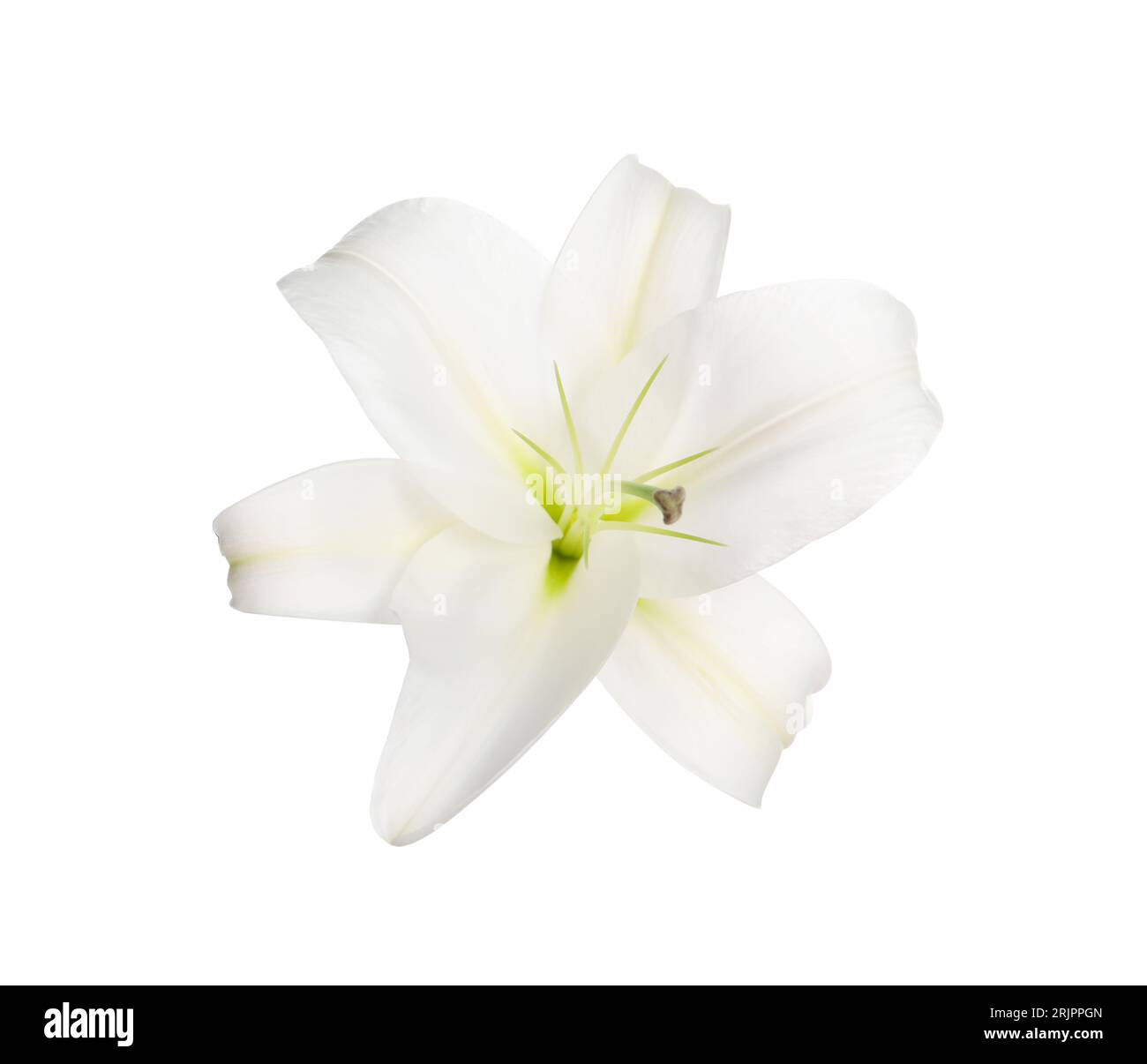 Beautiful fresh lily flower isolated on white Stock Photo - Alamy