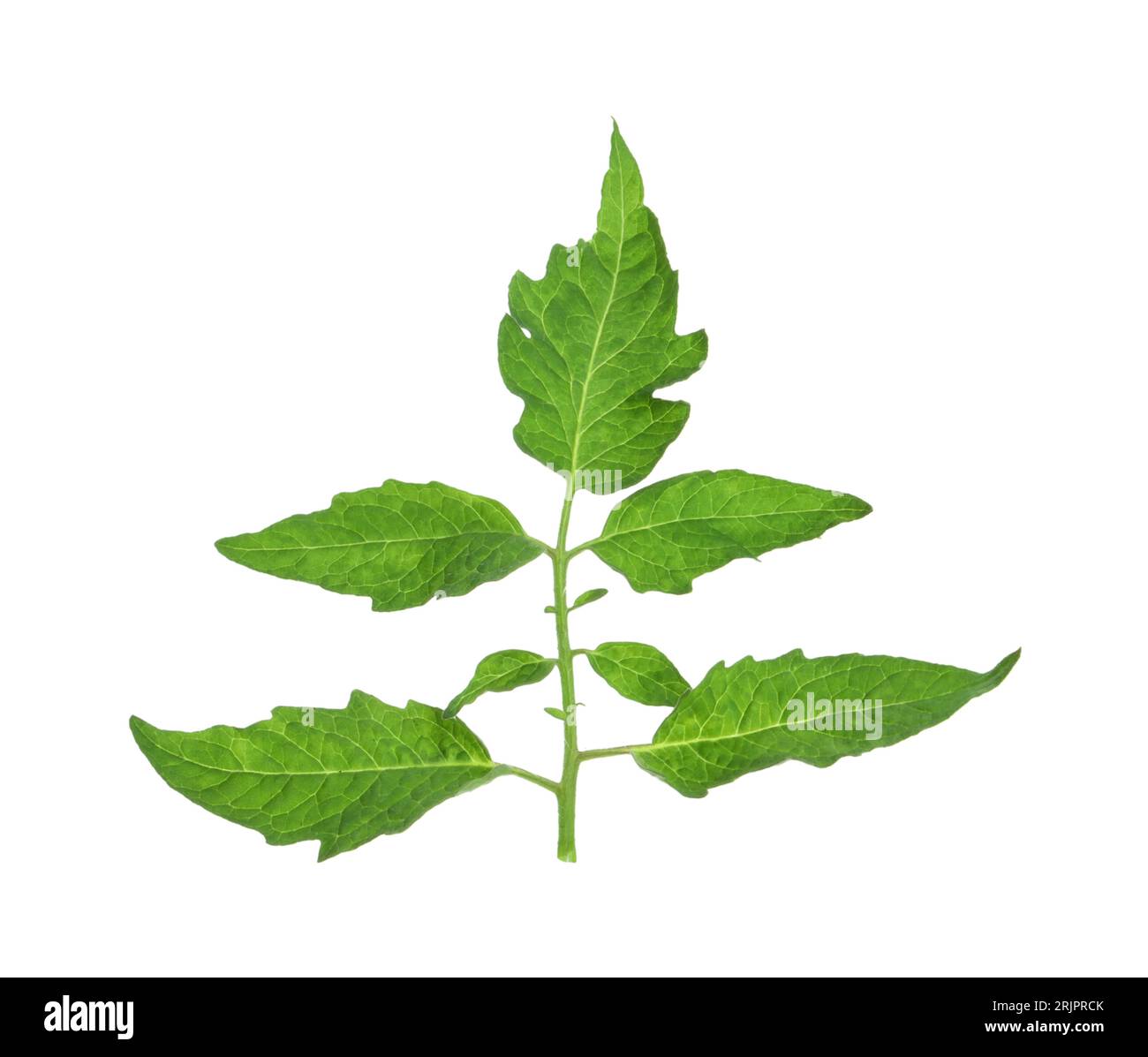 Tomato leaves green plant not fruit Cut Out Stock Images & Pictures - Alamy