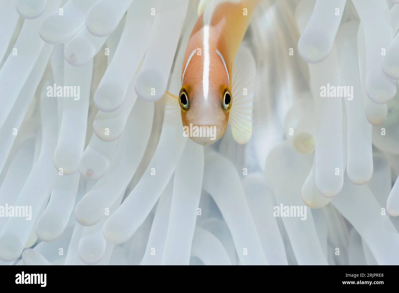 Pink skunk clownfish hi-res stock photography and images - Alamy