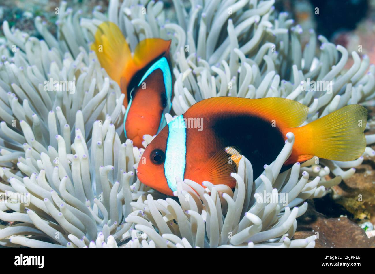 Black clownfish hi-res stock photography and images - Alamy