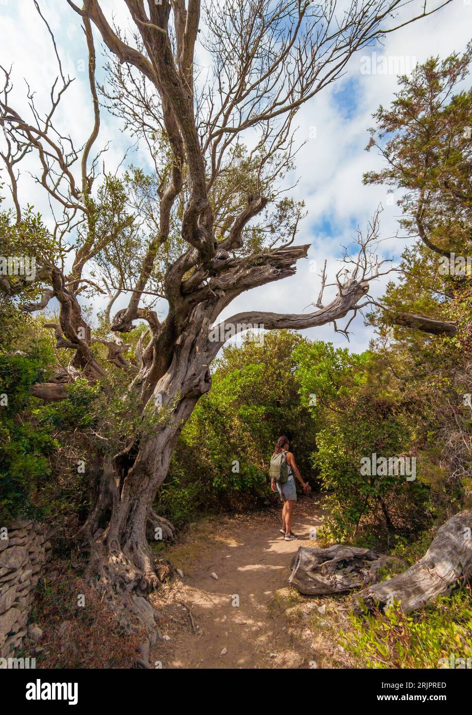 Bonifacio (Corse, France) - Corsica is a big french island in ...