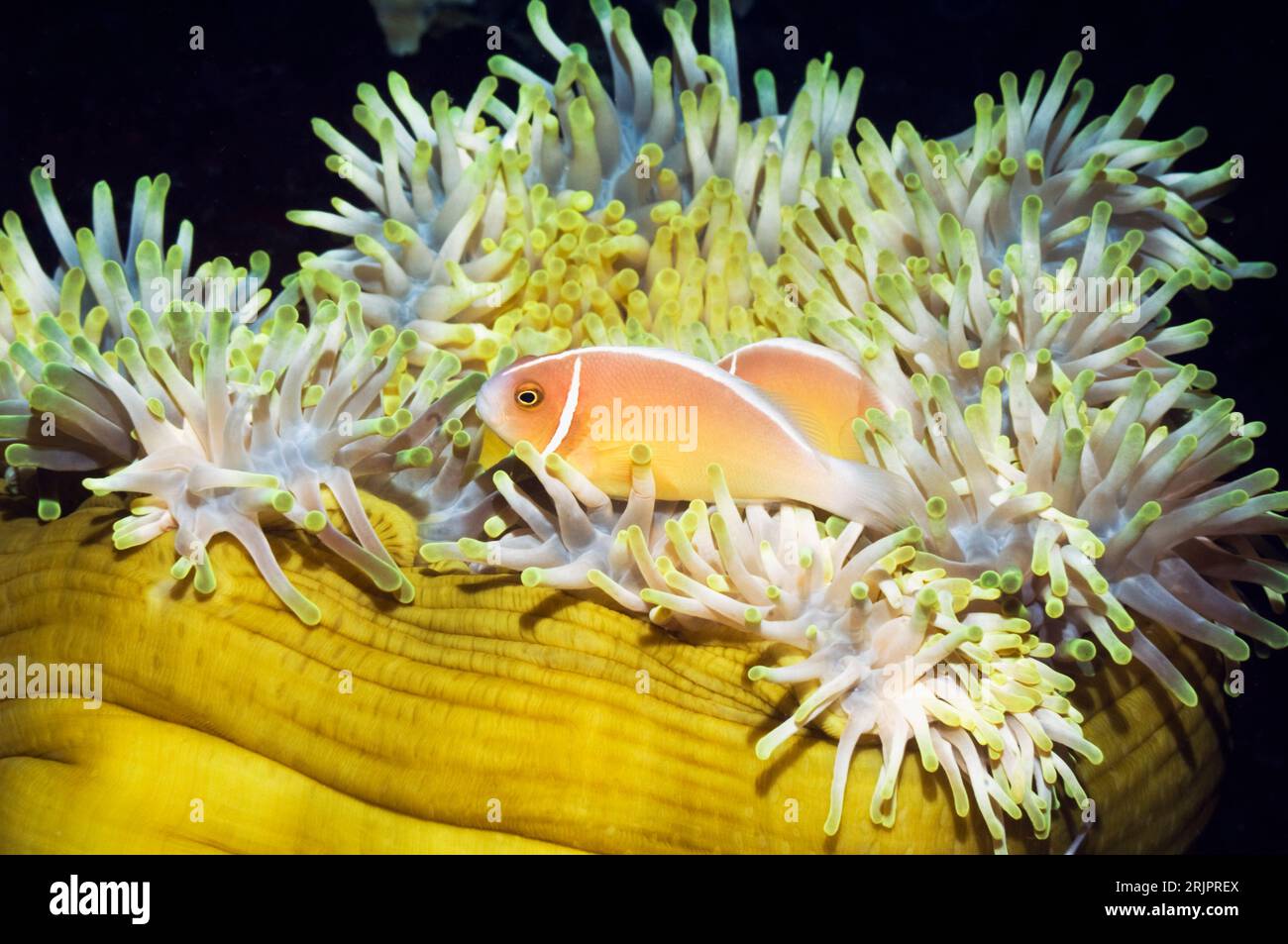 False skunk striped anemonefish hi-res stock photography and images - Alamy