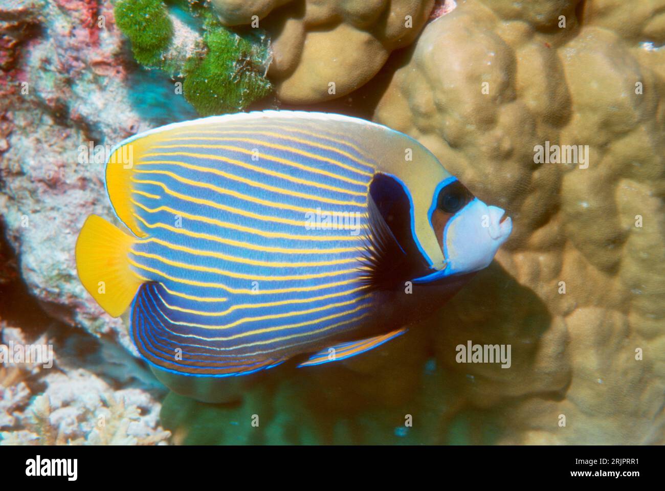 Emperor angelfish (Pomacanthus imperator) swimming past coral wall with ...