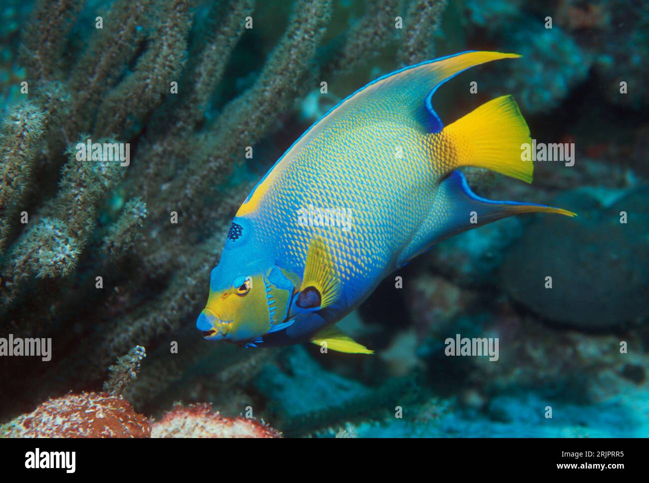 Queen angelfish (Holacanthus ciliaris) swimming over coral reef ...