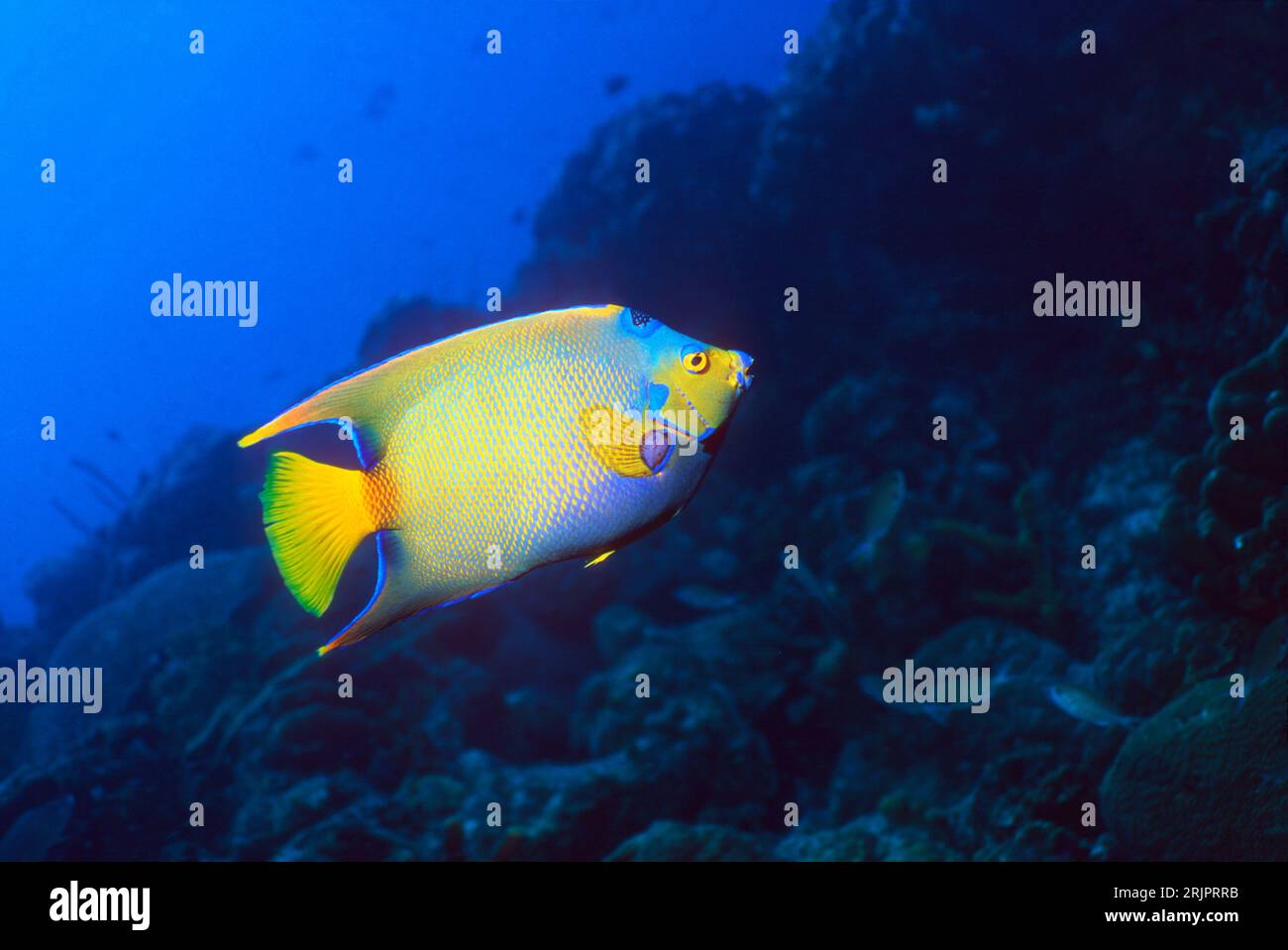 Queen angelfish (Holacanthus ciliaris) swimming over coral reef ...