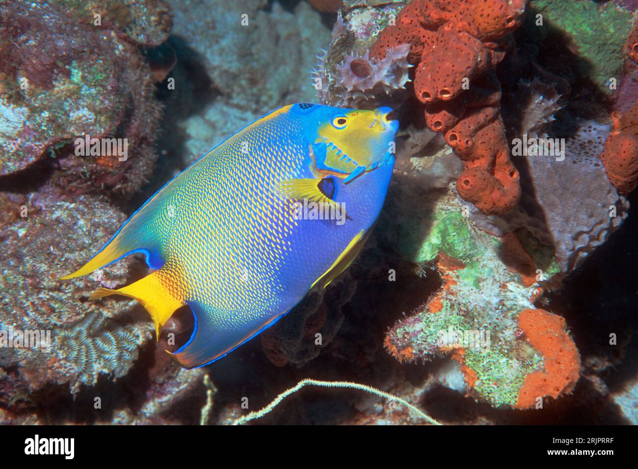 Queen angelfish (Holacanthus ciliaris) swimming over coral reef ...
