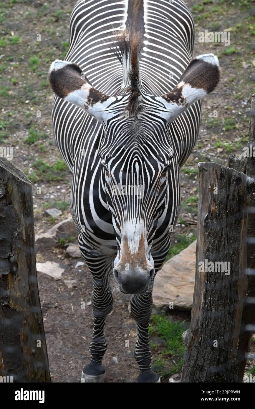 Closeup shot wooden poles hi-res stock photography and images - Alamy
