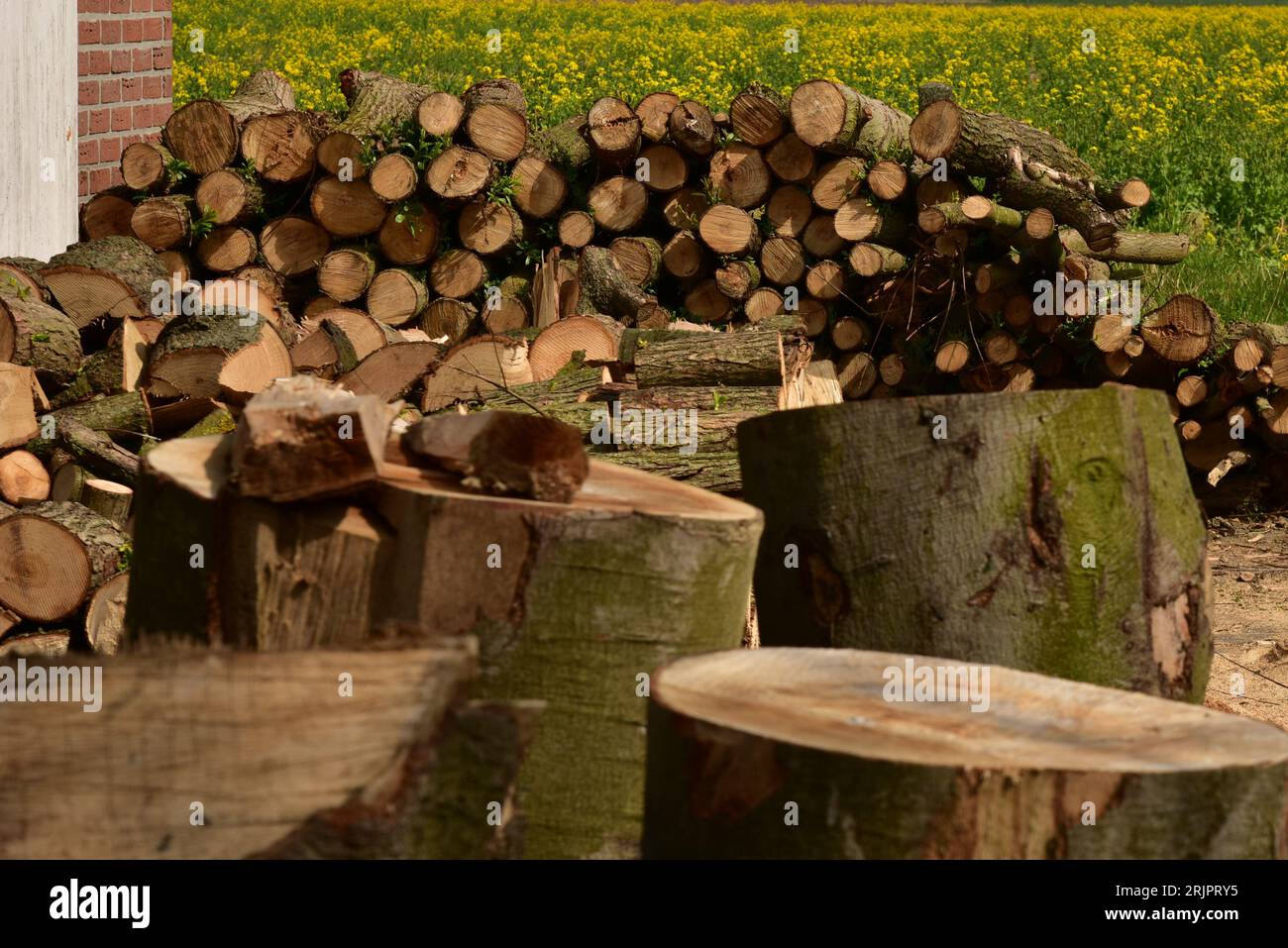 A stack of firewood in a neat pile is situated in front of a brick ...