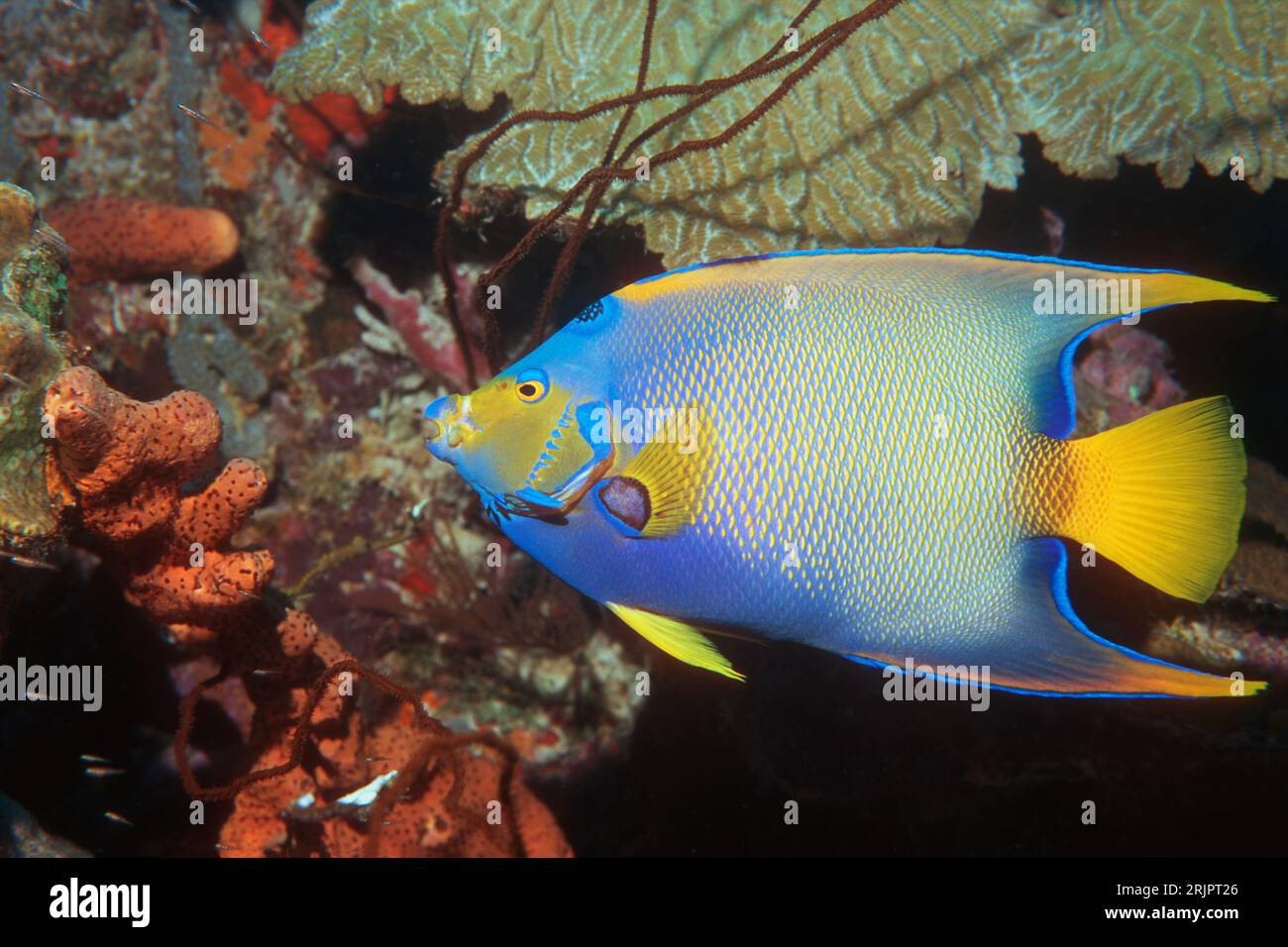 Queen angelfish (Holacanthus ciliaris) swimming over coral reef ...