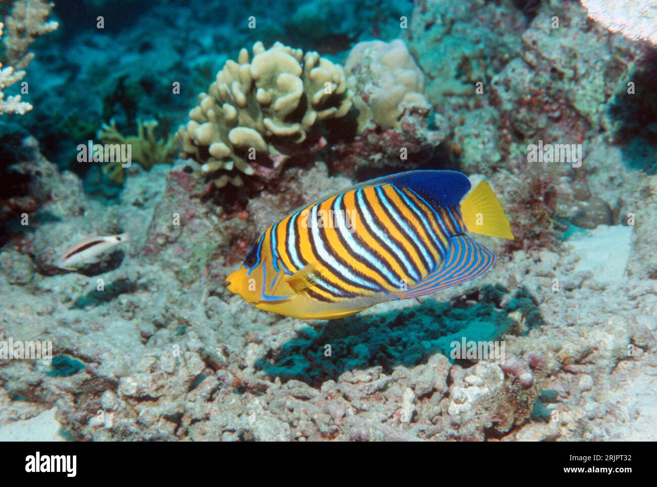Regal angelfish, Pygoplites diacanthus. Sipadan. Indo-West Pacific ...