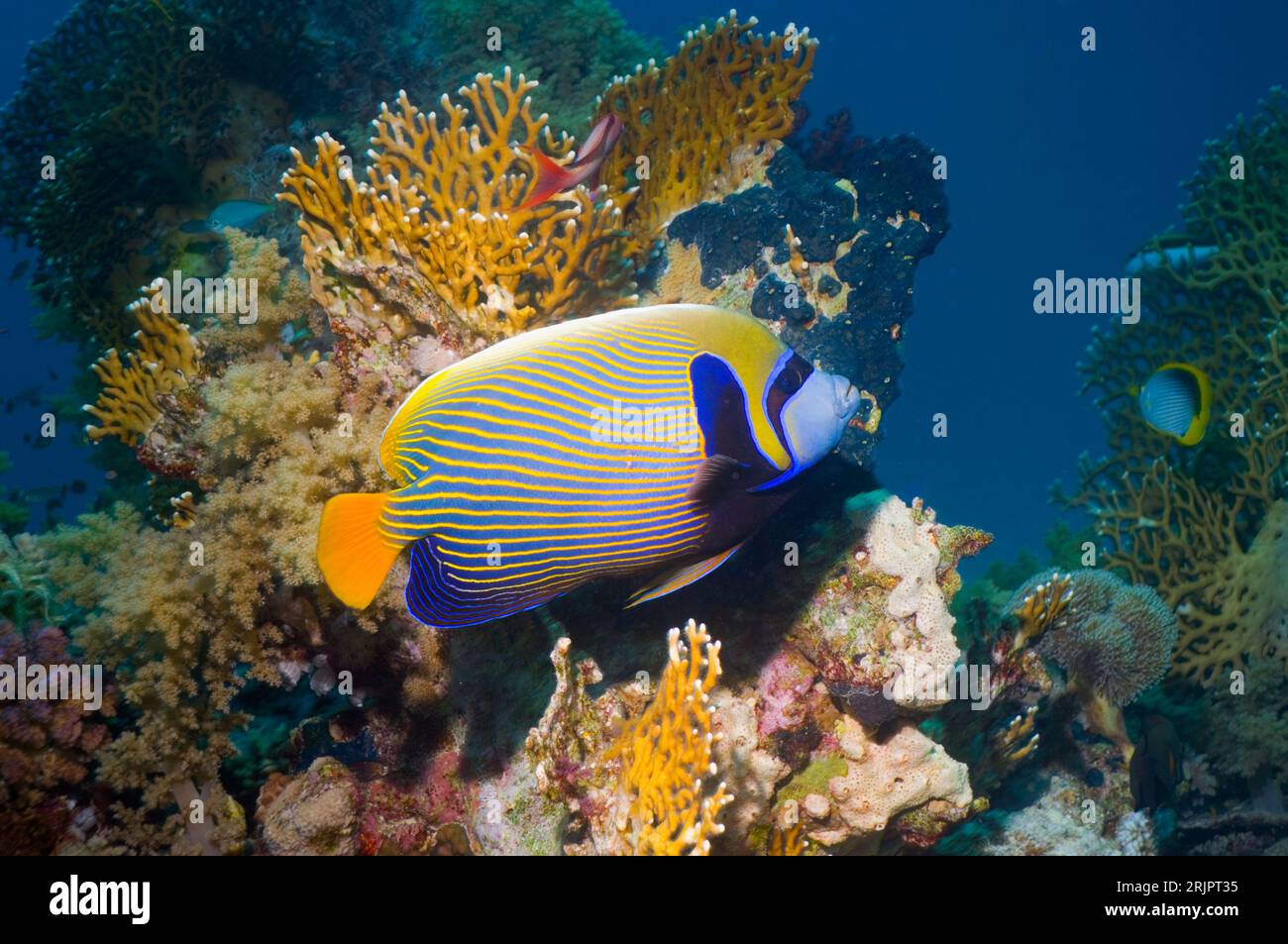 Emperor angelfish (Pomacanthus imperator) swimming past fire coral ...