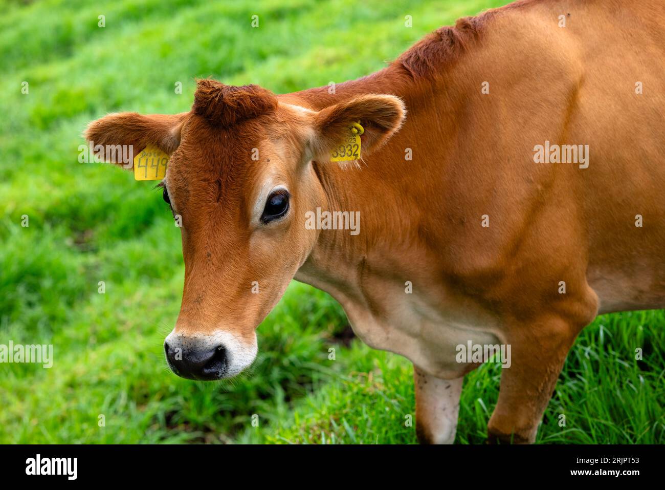 A high-resolution image of a brown cow in a lush green field, with a ...