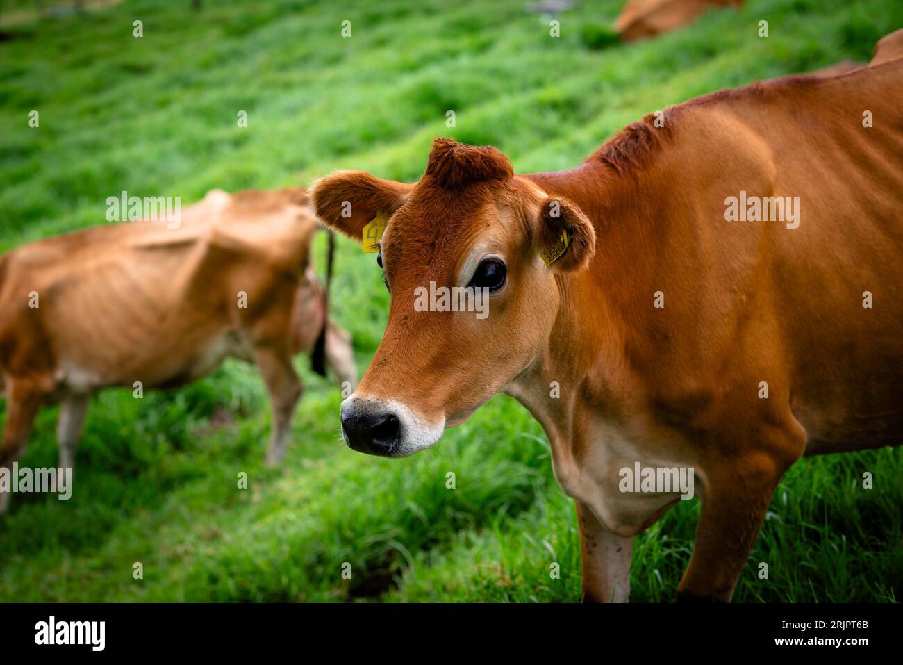 A high-resolution image of a brown cow in a lush green field, with a ...