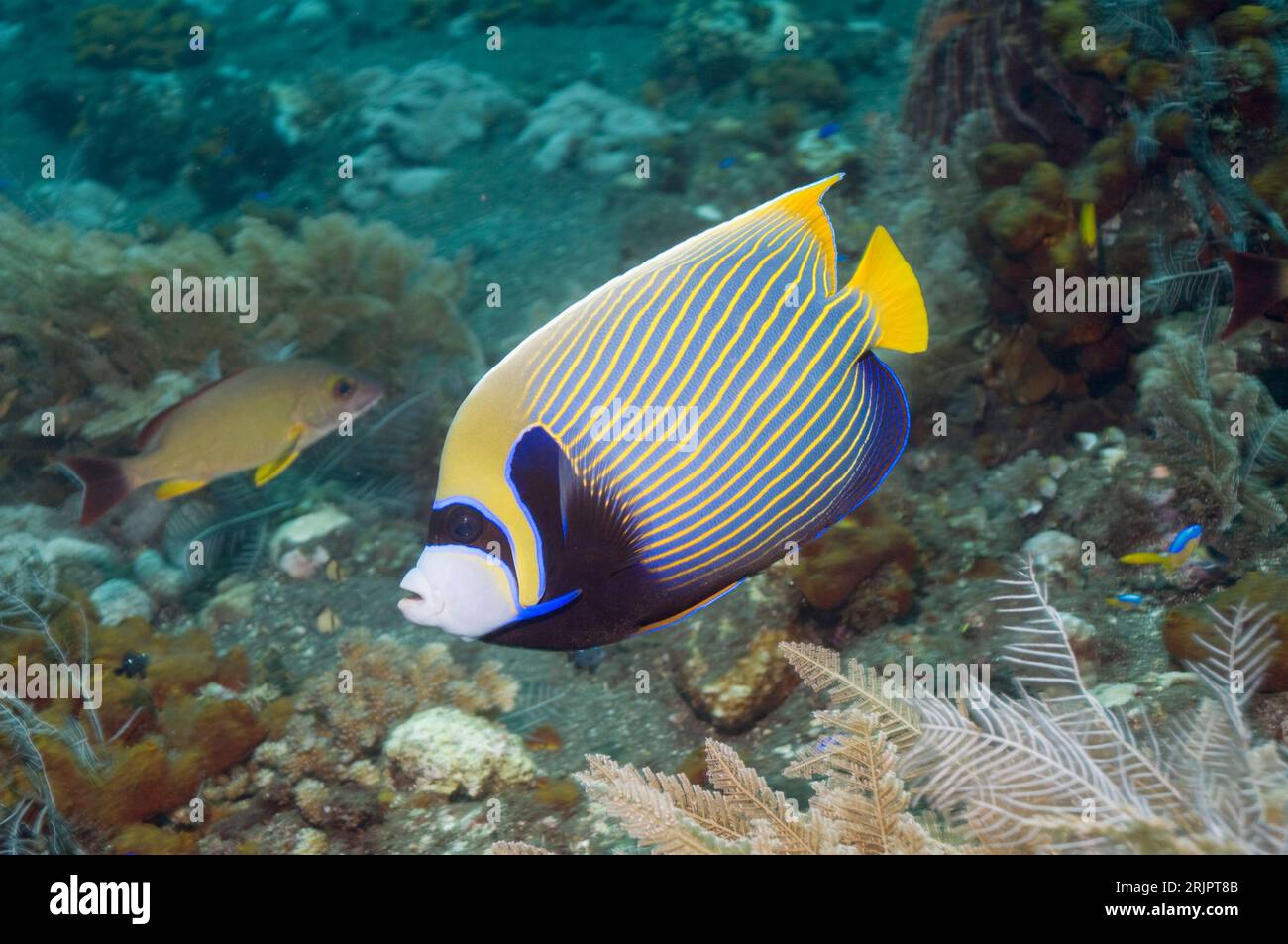 Emperor angelfish (Pomacanthus imperator). Indonesia. Indo-Pacific ...