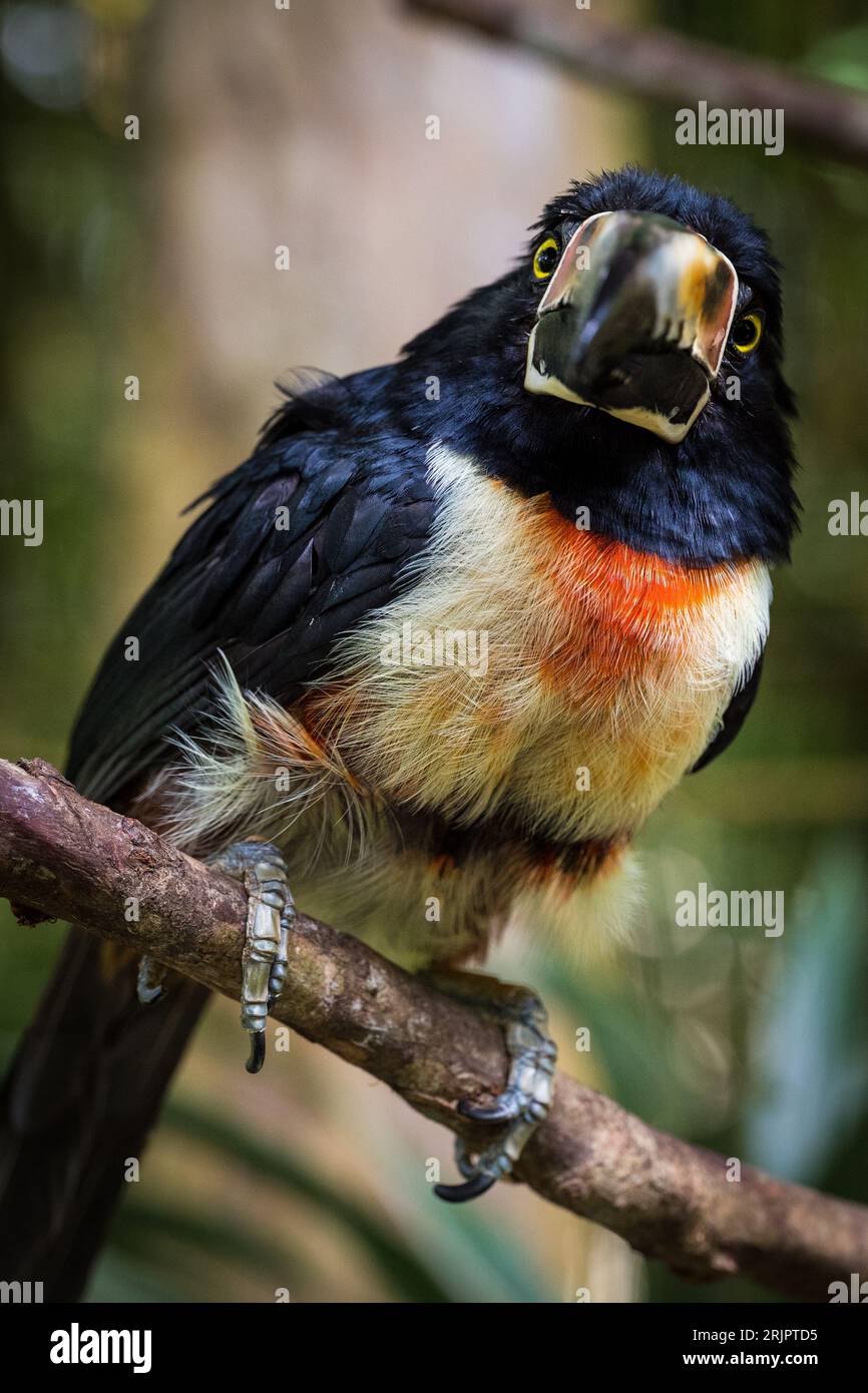 A stunning Collared Aracari bird is perched upon a tree branch, its ...