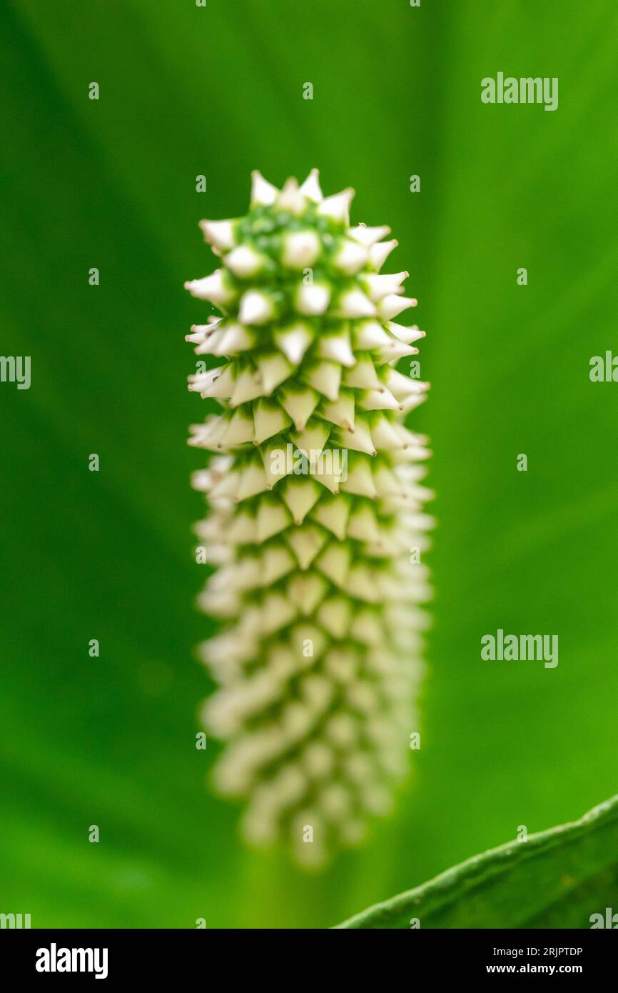 A vibrant tropical flower emerging from lush foliage in a tropical ...
