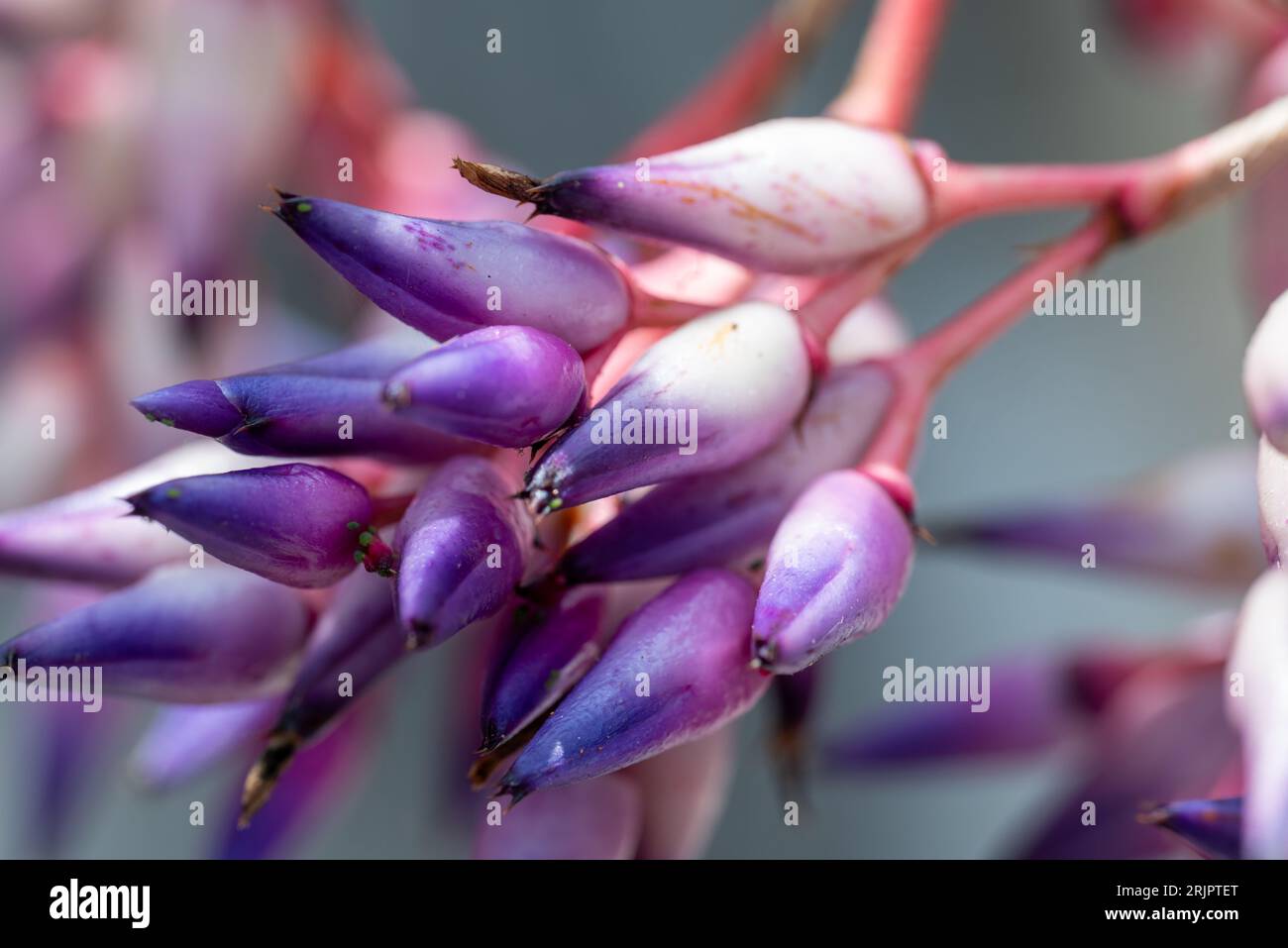 A vibrant display of purple blooms adorn the branches of a tree ...