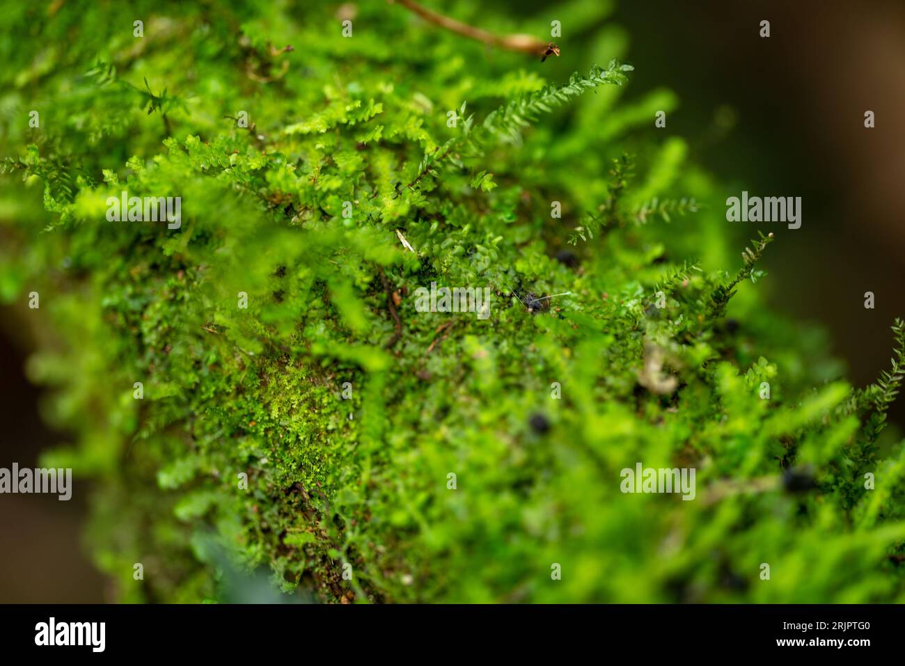 A close-up image of an emerald-green moss covering the branch of a tree ...