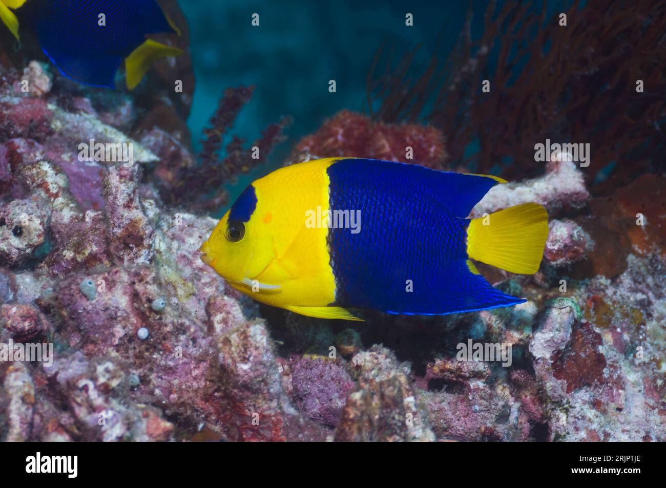 Bicolor angelfish (Centropyge bicolor). Misool, Raja Ampat, West Papua ...