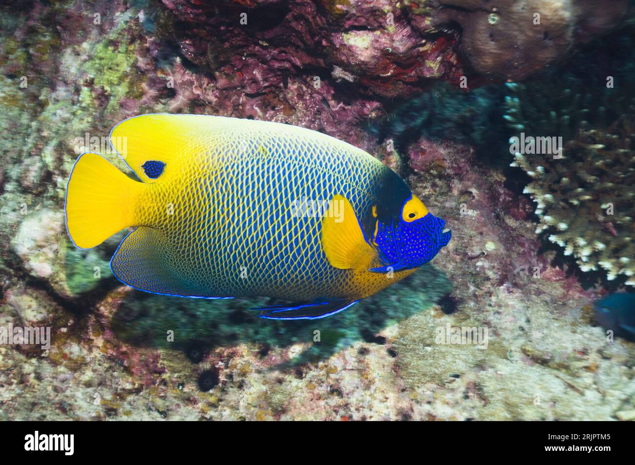 Blueface angel hi-res stock photography and images - Alamy