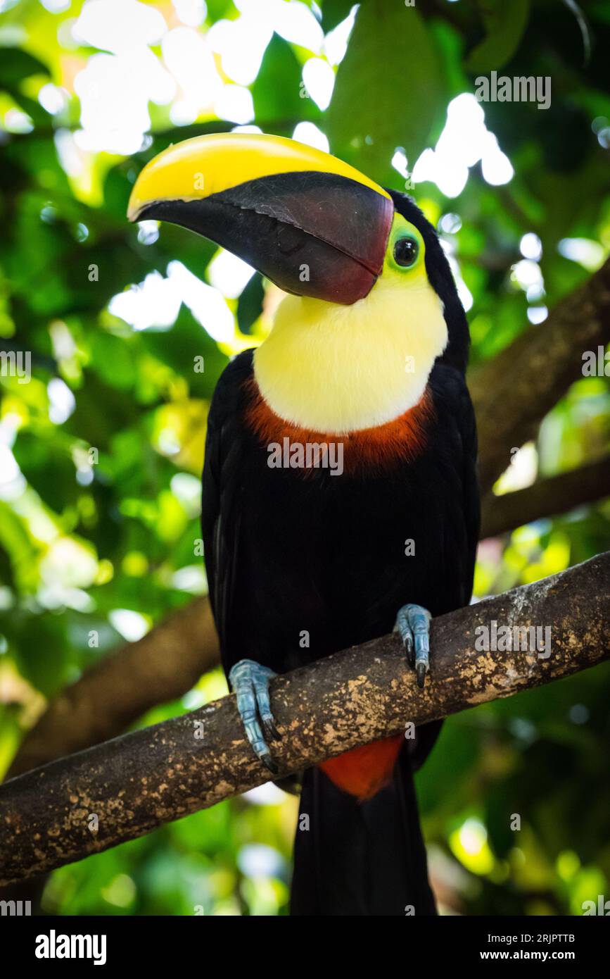 White bird outspread wings hi-res stock photography and images - Alamy