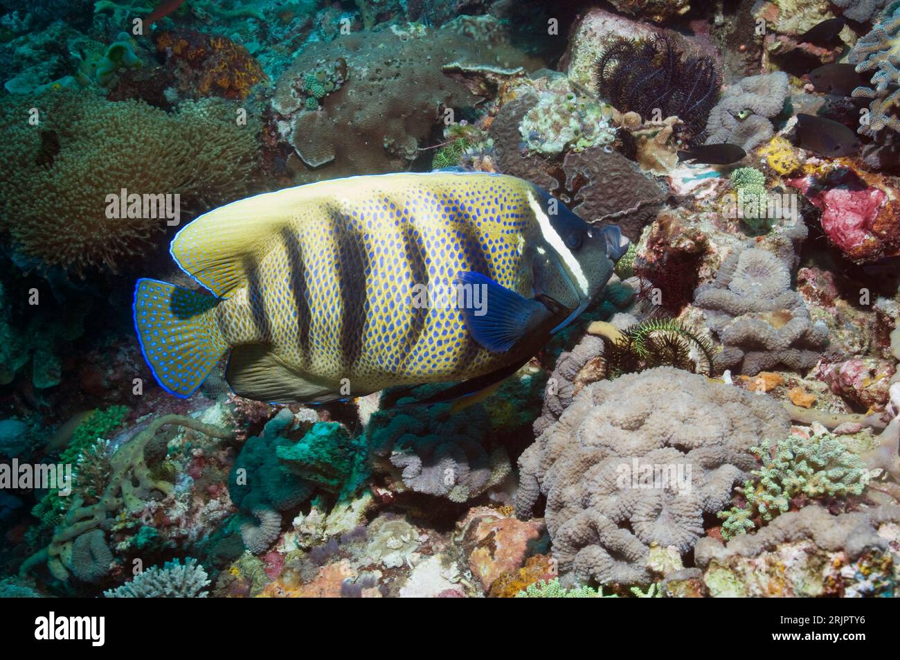White-tail lancet,Yellowmask surgeonfish,composite image,daytime,day ...