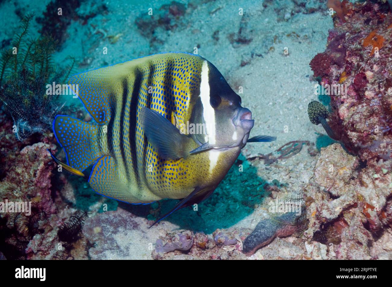 Tropical fish indonesia hi-res stock photography and images - Alamy