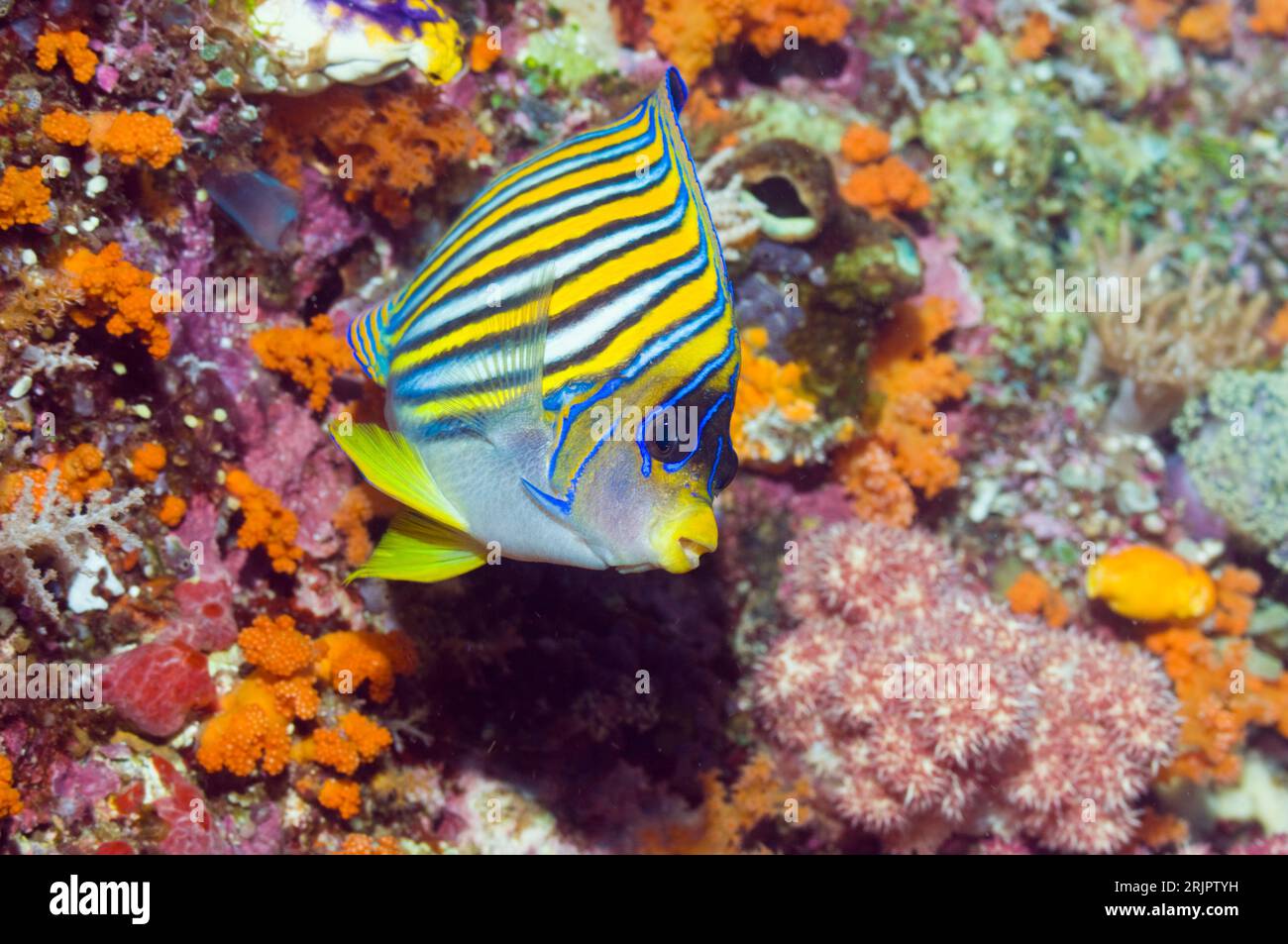 Regal angelfish (Pygoplites diacanthus) swimming past coral reef wall ...