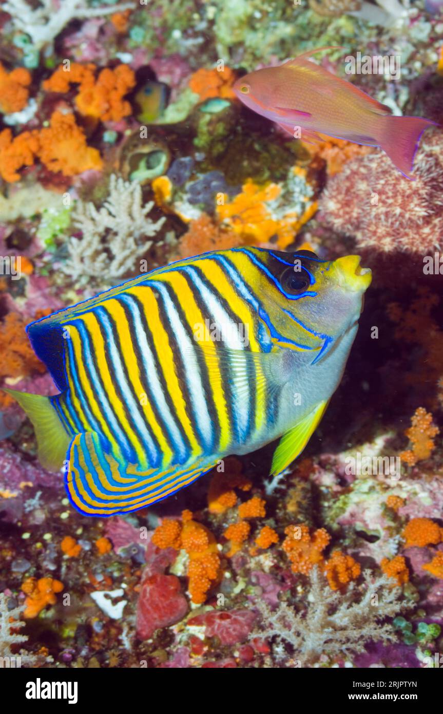 Regal angelfish (Pygoplites diancanthus) swimming past coral rock ...